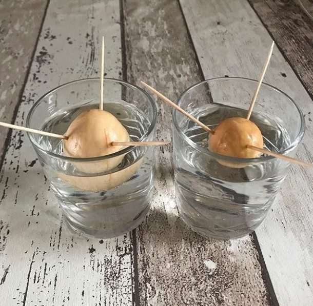 Farm science – 3 agricultural science activities for kids ...