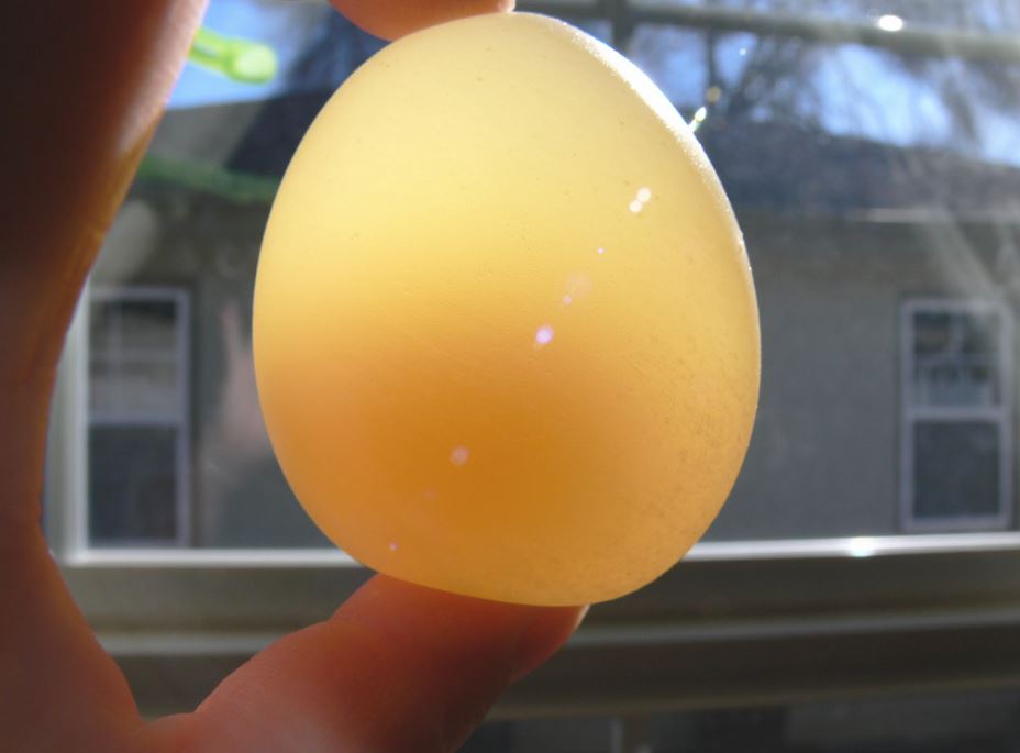 Farm science – 3 agricultural science activities for kids ...