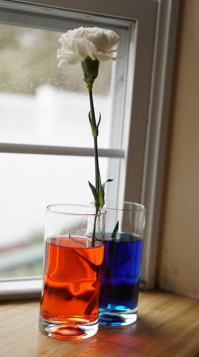 Farm science – 3 agricultural science activities for kids ...