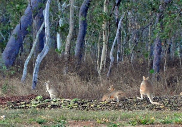 Krista Watkins' bananas food waste idea! - AustralianFarmers