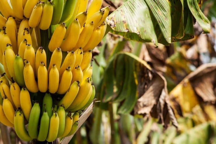 7 health benefits of Aussie bananas - AustralianFarmers