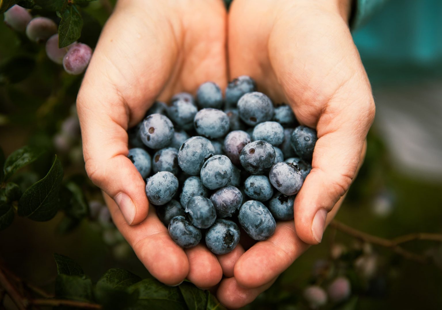 From farm to supermarket shelves in 24 hours, the journey of fresh ...