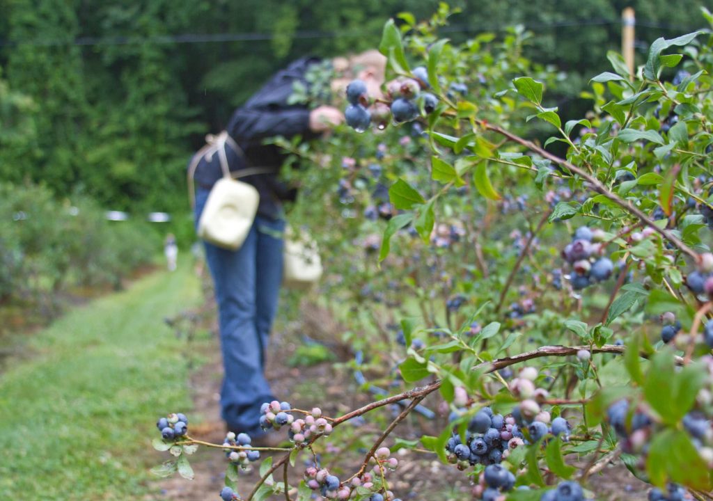 From farm to supermarket shelves in 24 hours, the journey of fresh ...