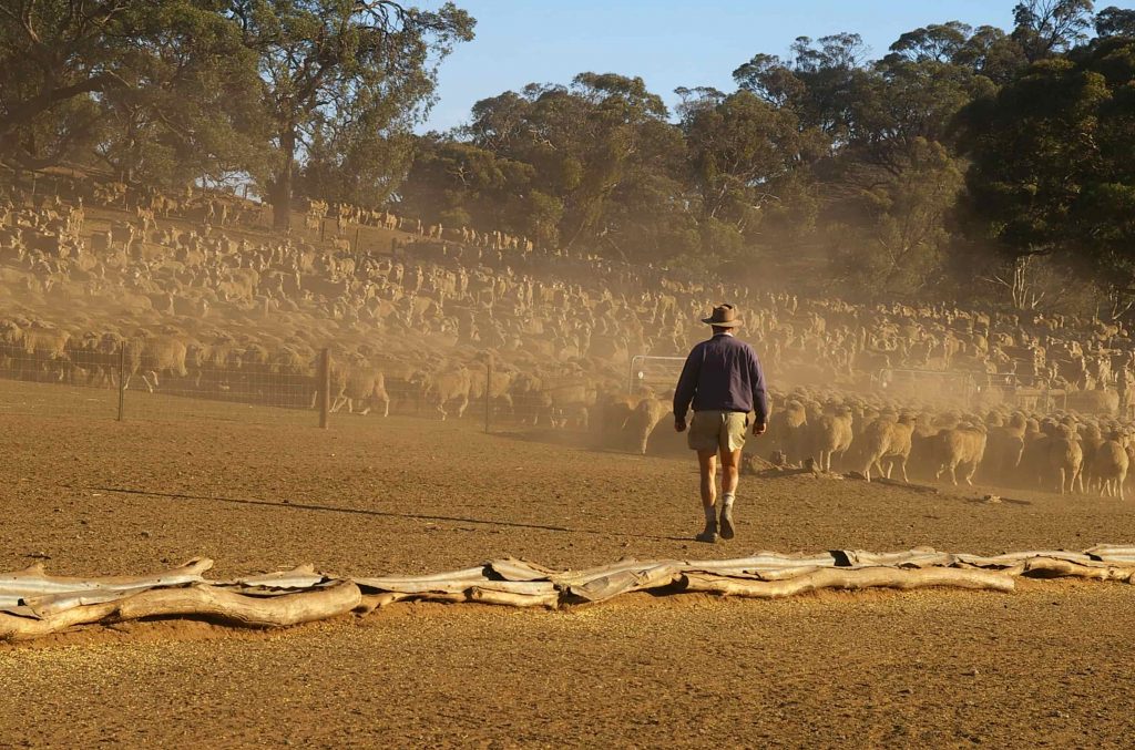 Our 5 favourite facts about Australian wool - AustralianFarmers