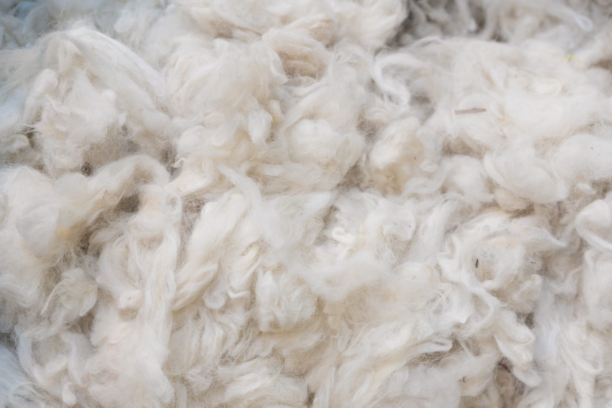 Our 5 favourite facts about Australian wool - AustralianFarmers