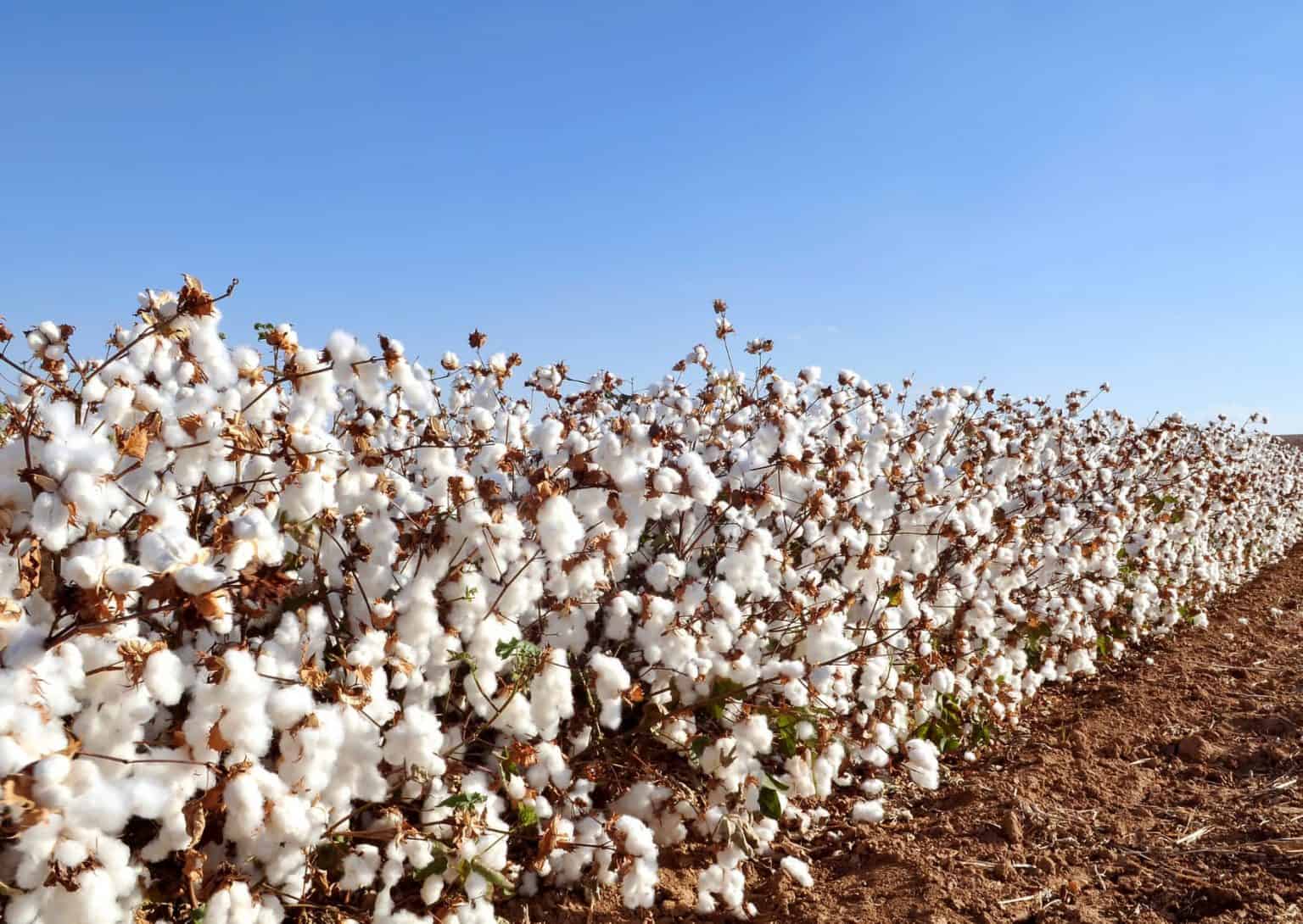 5 facts about Australian cotton - AustralianFarmers