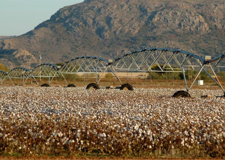 5 facts about Australian cotton - AustralianFarmers