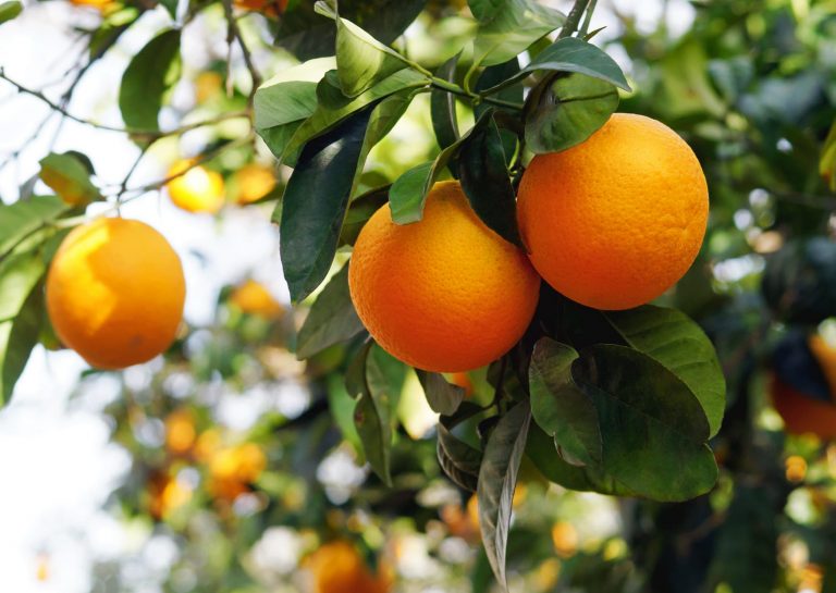 The juicy truth about the benefits of Aussie oranges - AustralianFarmers