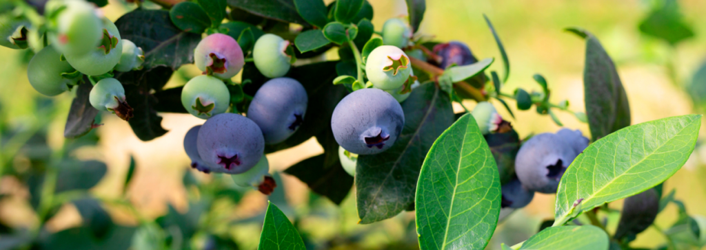 Meet the family at the helm of one the nation’s largest blueberry farms ...