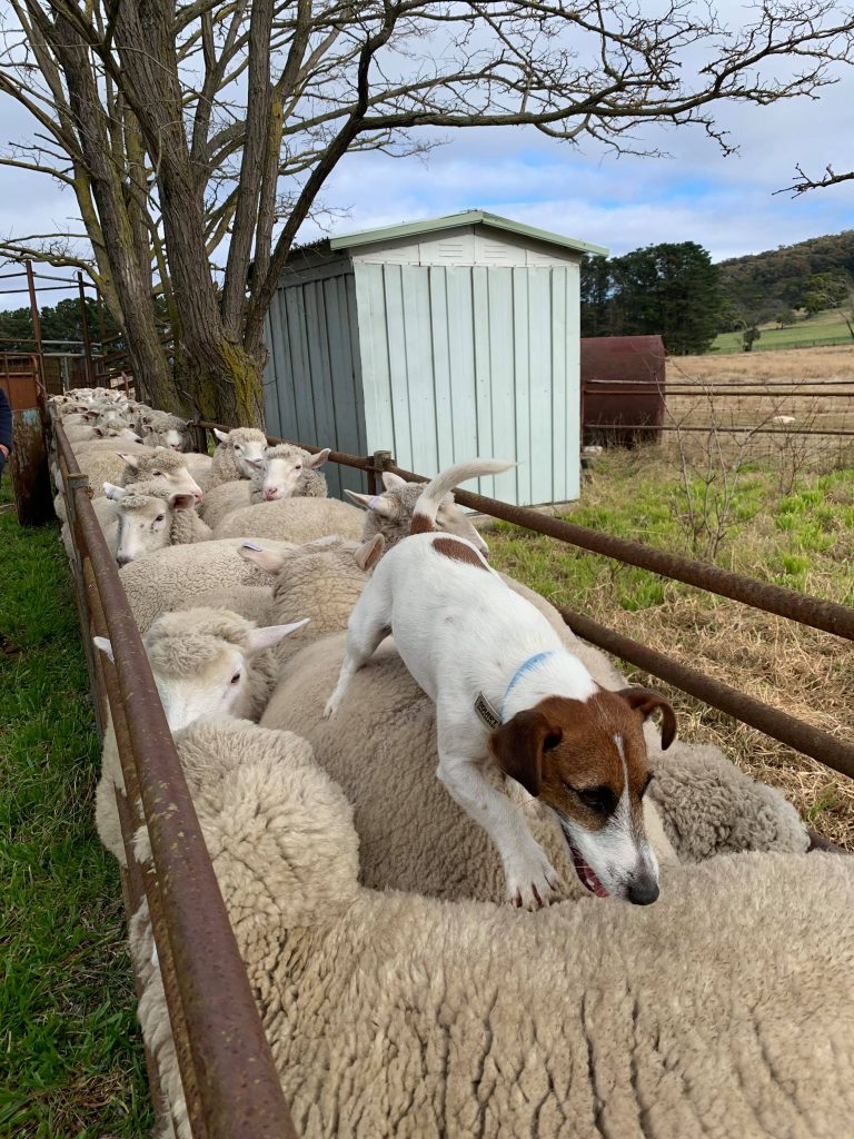 Meet the tiny terrier with a big heart for sheep work - AustralianFarmers