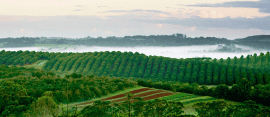 The millions year old macadamia: a history - AustralianFarmers
