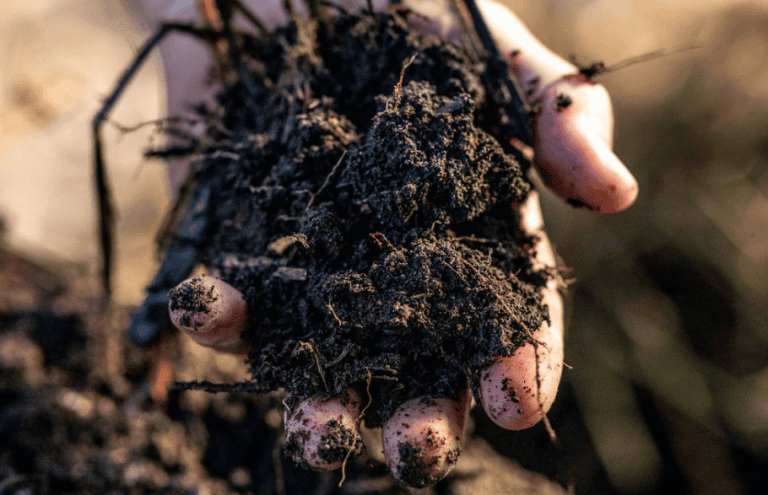 5 facts about cotton planting - AustralianFarmers