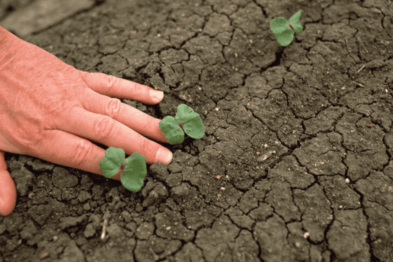 5 facts about cotton planting - AustralianFarmers