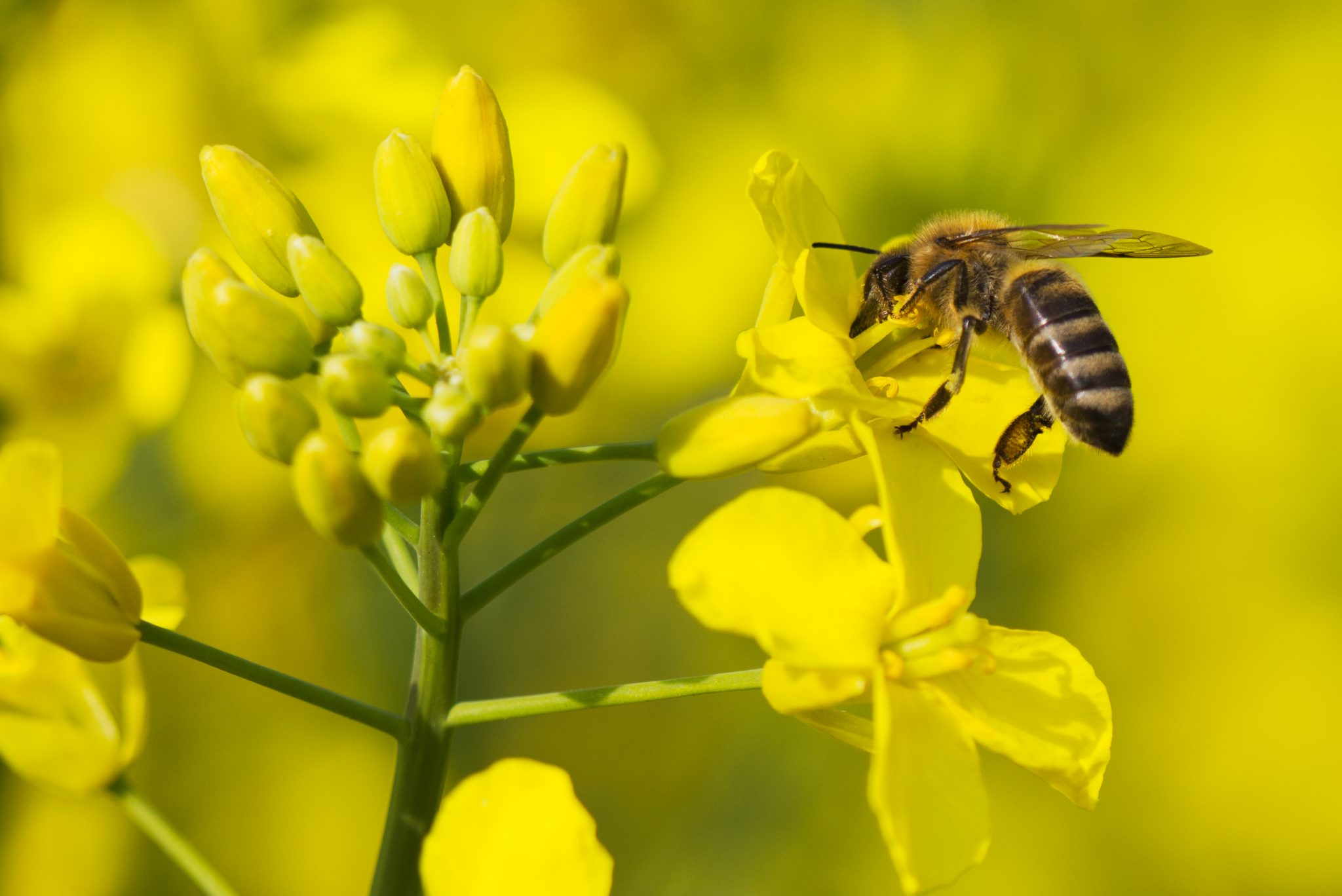 Farmers are a bees' BFF with new pollination program - AustralianFarmers