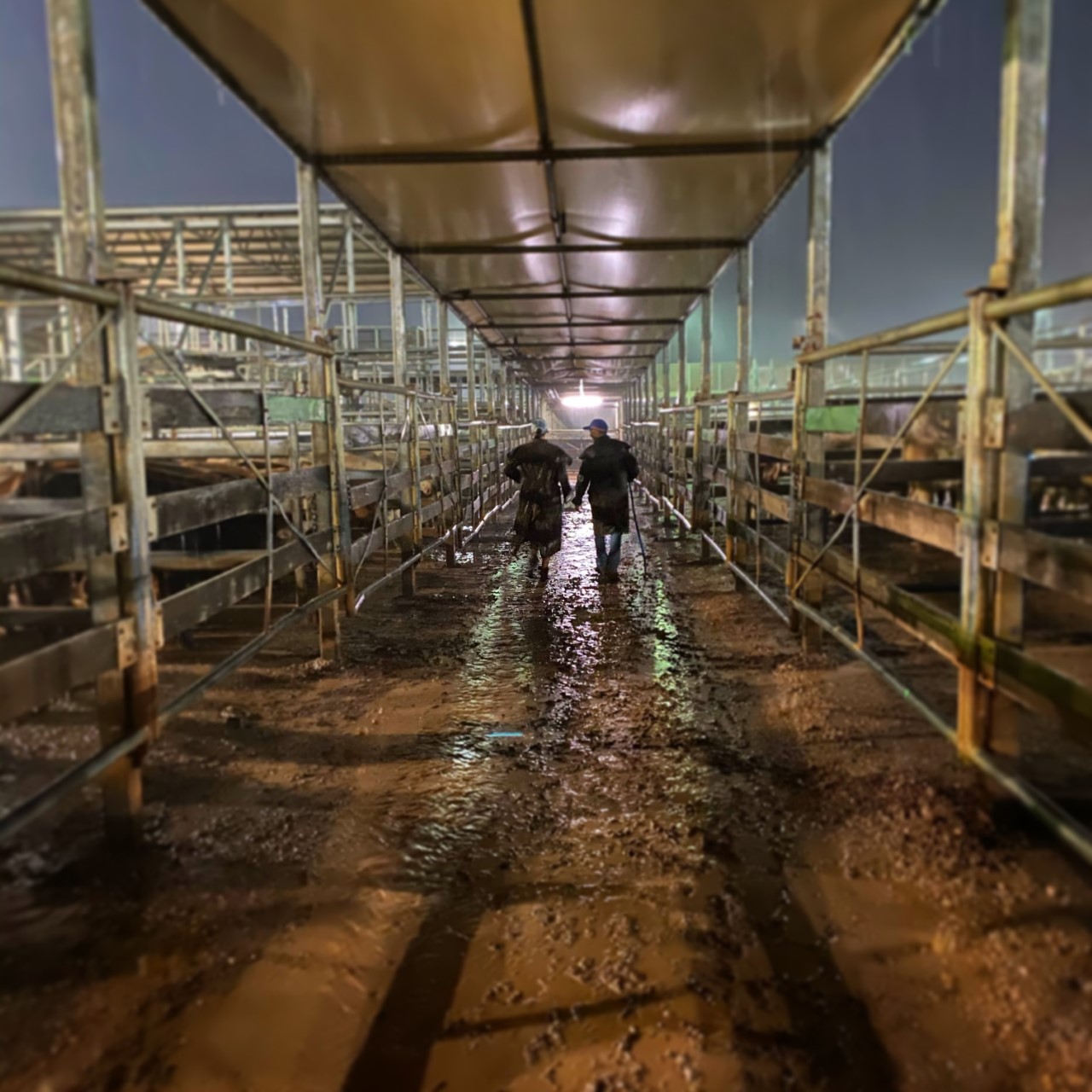 Auctioneer Sarah Packer's award-winning #AgVenture - AustralianFarmers