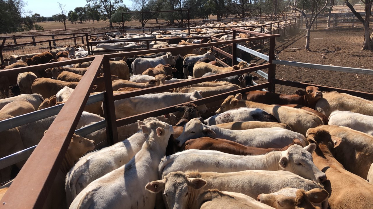 Auctioneer Sarah Packer's award-winning #AgVenture - AustralianFarmers