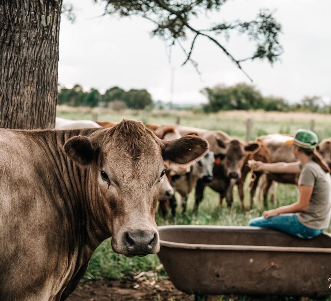 Home - AustralianFarmers - Farm & agriculture news, information and more...