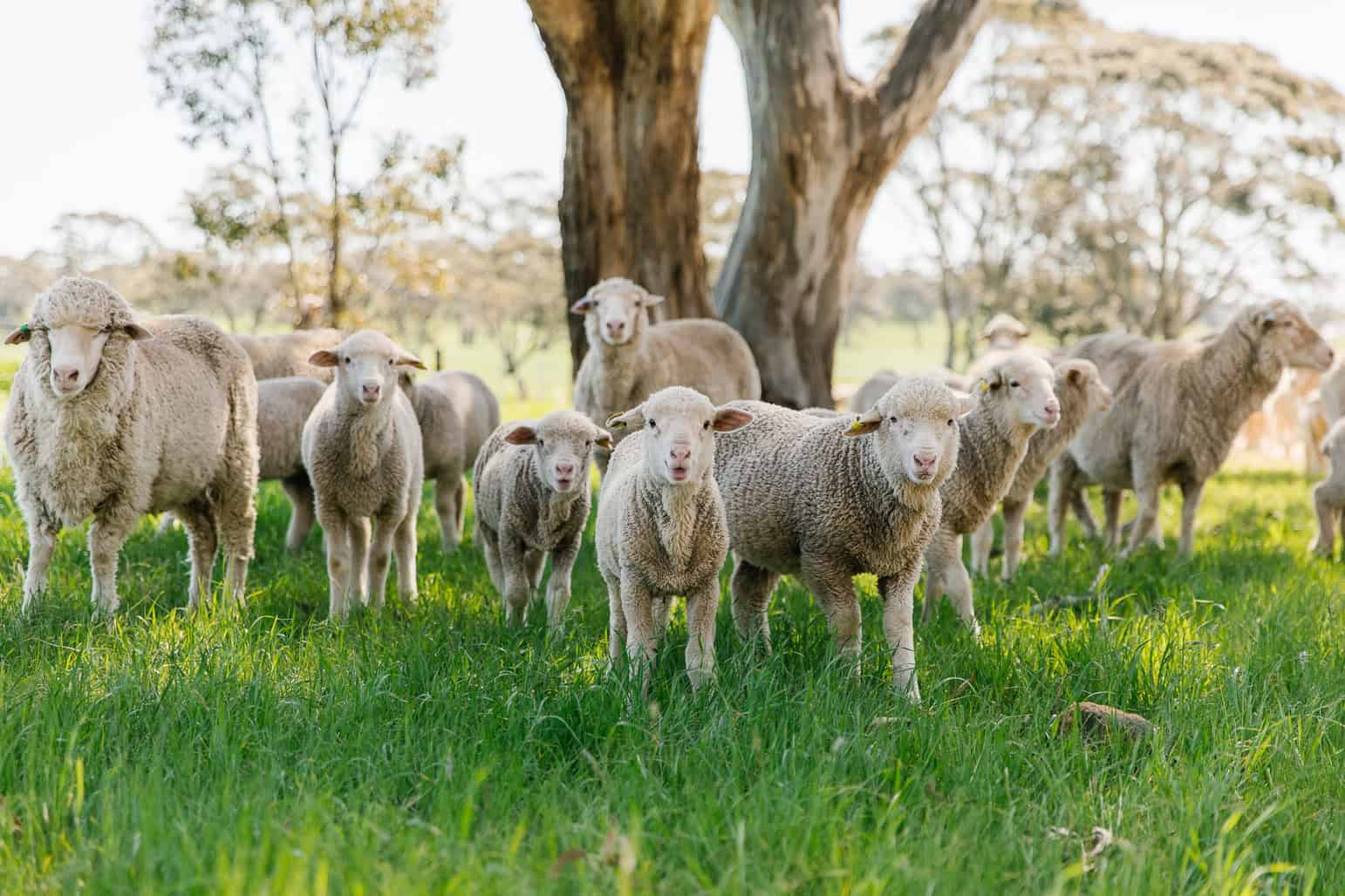 Anlaby Station runway connects farm to fashion - AustralianFarmers