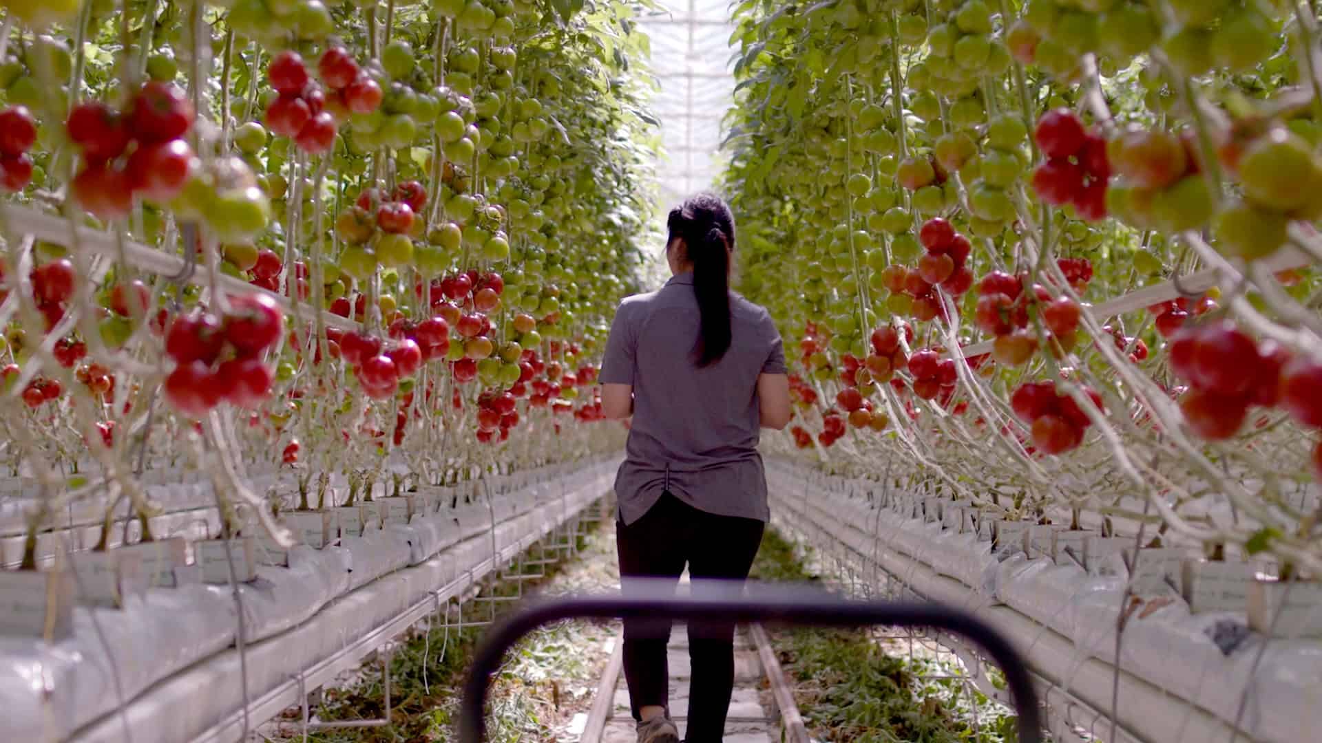 Innovation in Food | Tomato growers Flavorite - AustralianFarmers