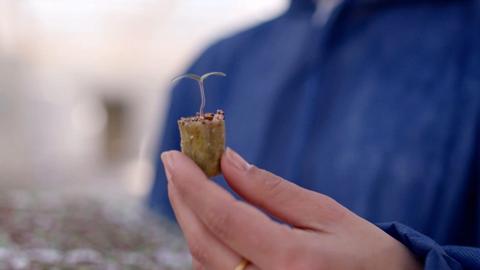 Innovation in Food | Tomato growers Flavorite - AustralianFarmers