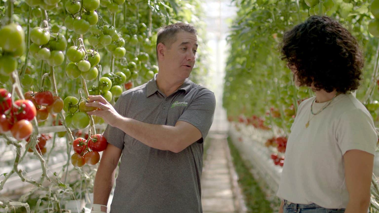 Innovation in Food | Tomato growers Flavorite - AustralianFarmers