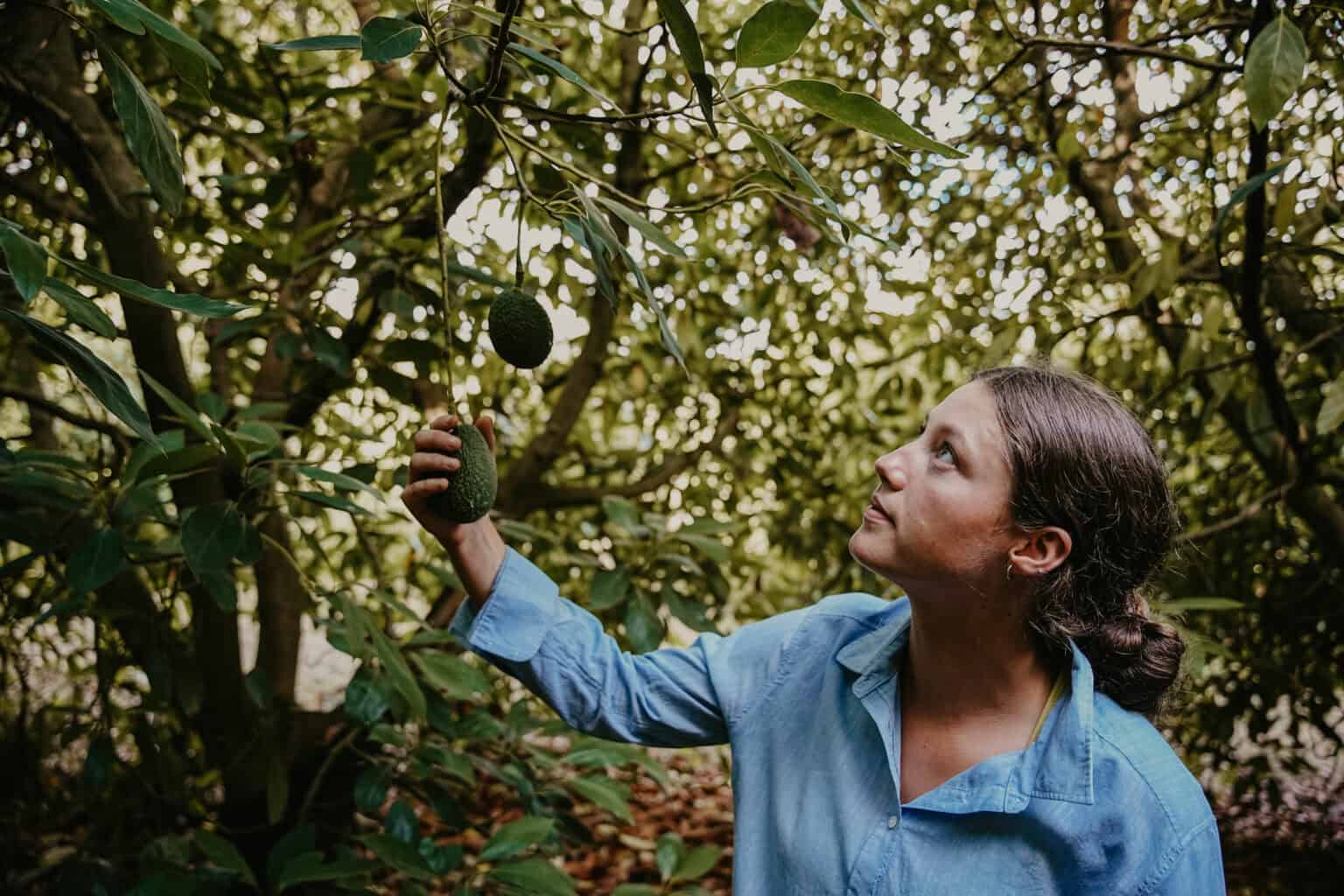 How a glut and too much guac became an ice cream dream - AustralianFarmers