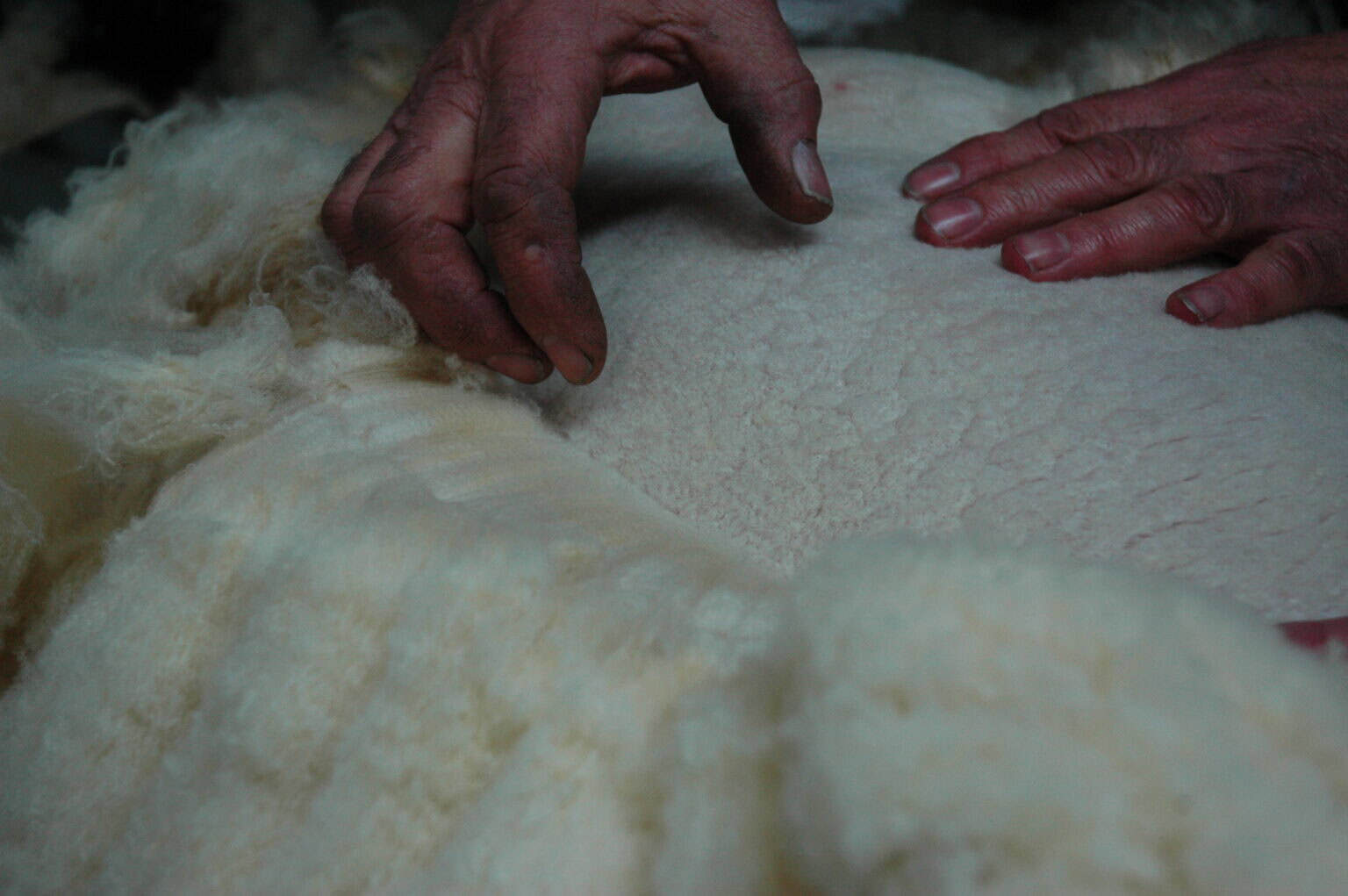 How science could transform shearing - AustralianFarmers