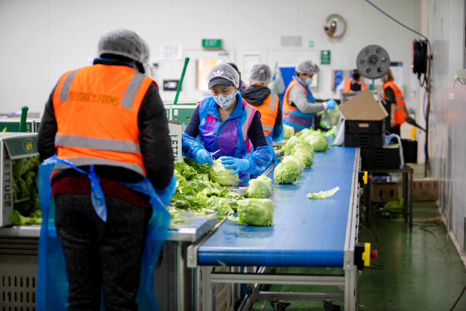 Meet a greens grower - AustralianFarmers