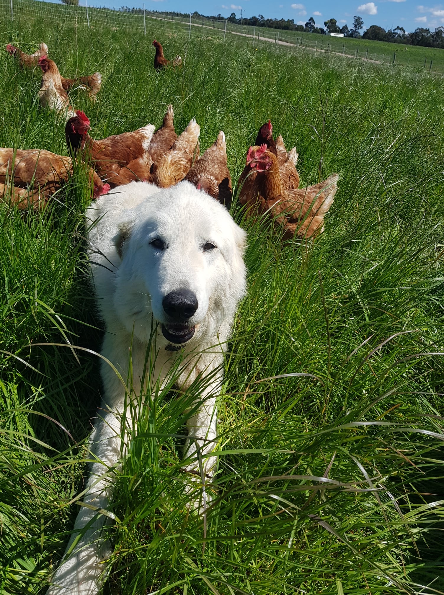 Zen hens: swapping a corporate career for egg farming - AustralianFarmers