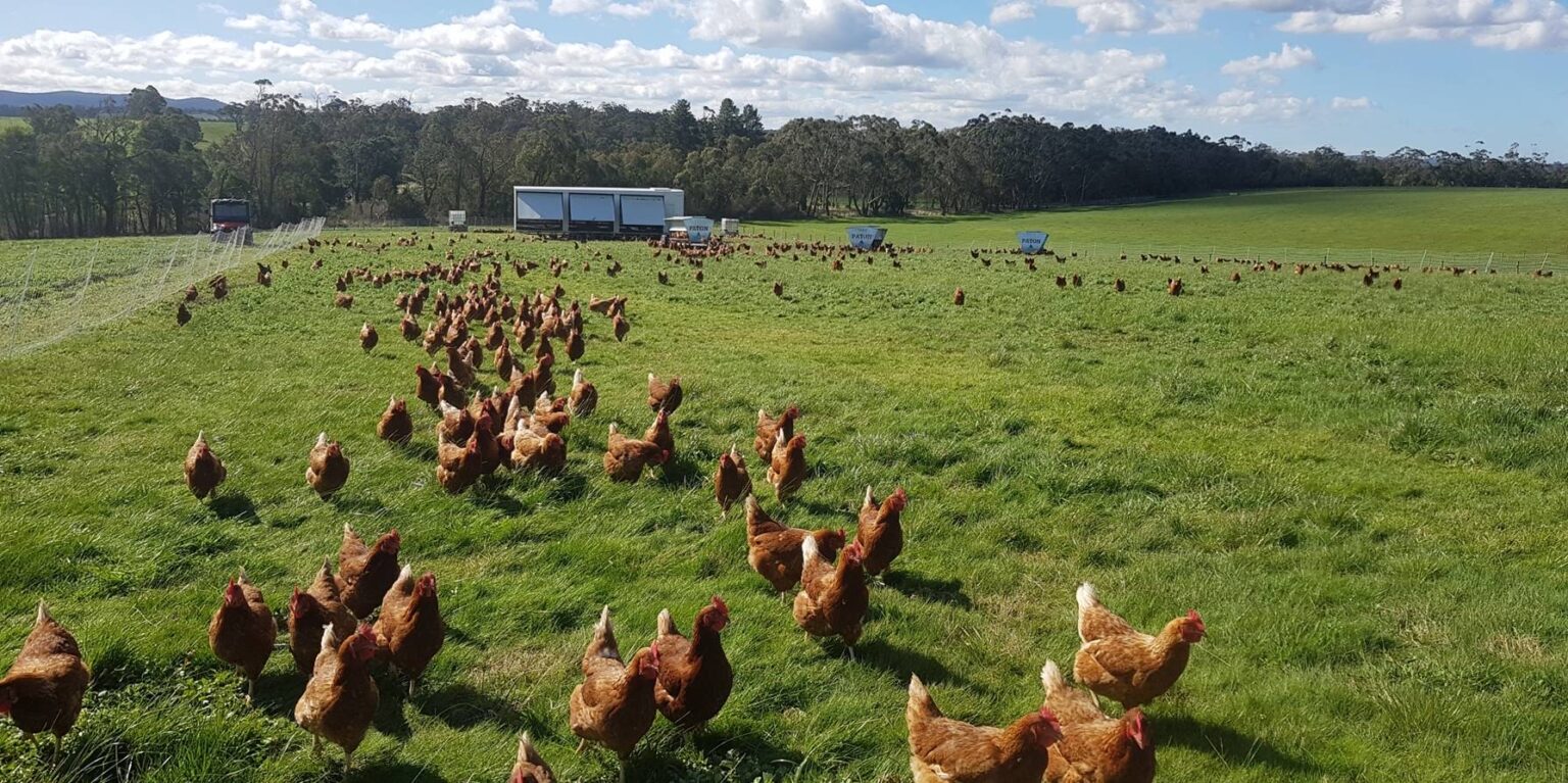 Zen hens: swapping a corporate career for egg farming - AustralianFarmers