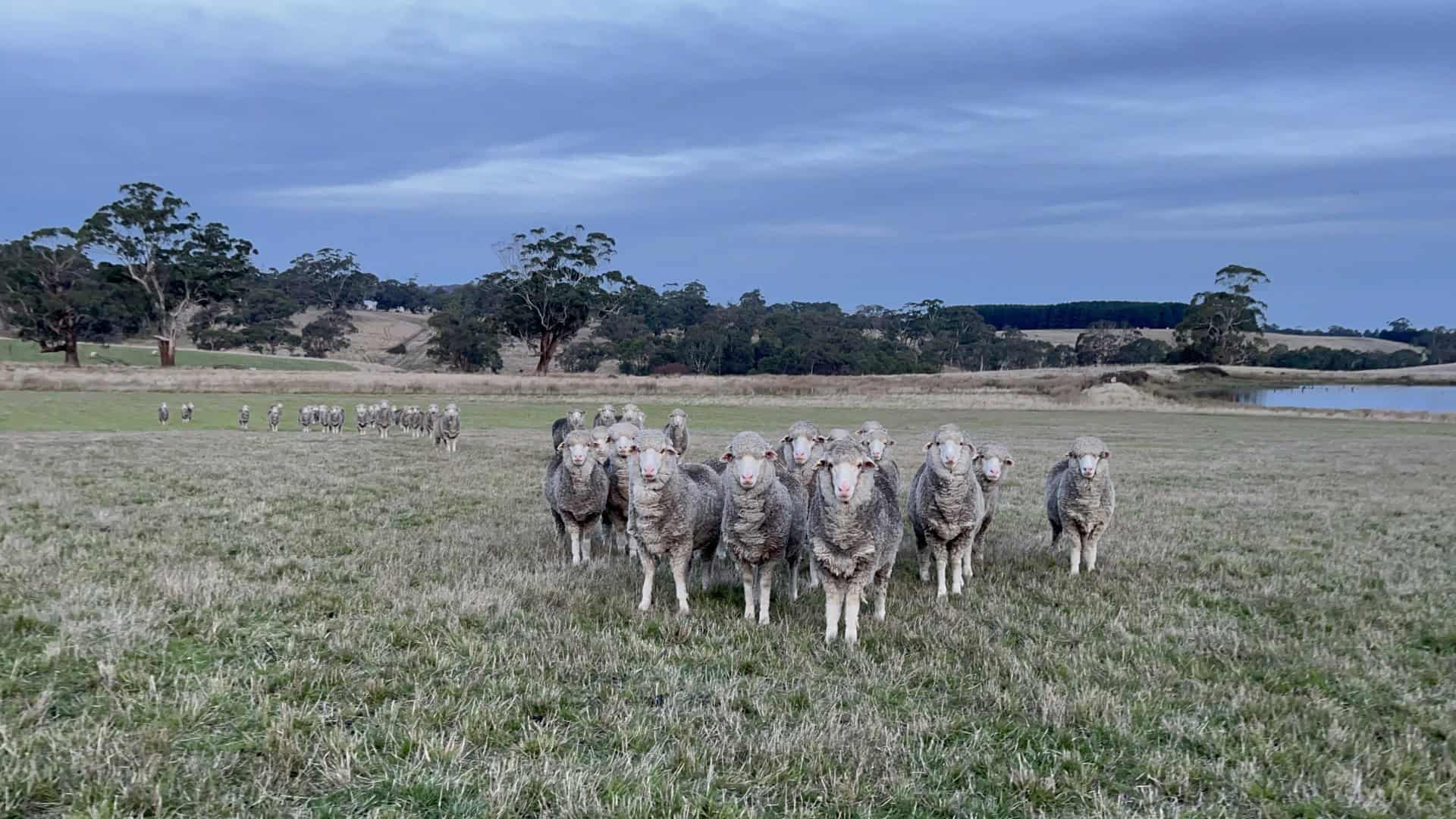 Dare to dream: How wool captured city girl Sam Wan's imagination ...