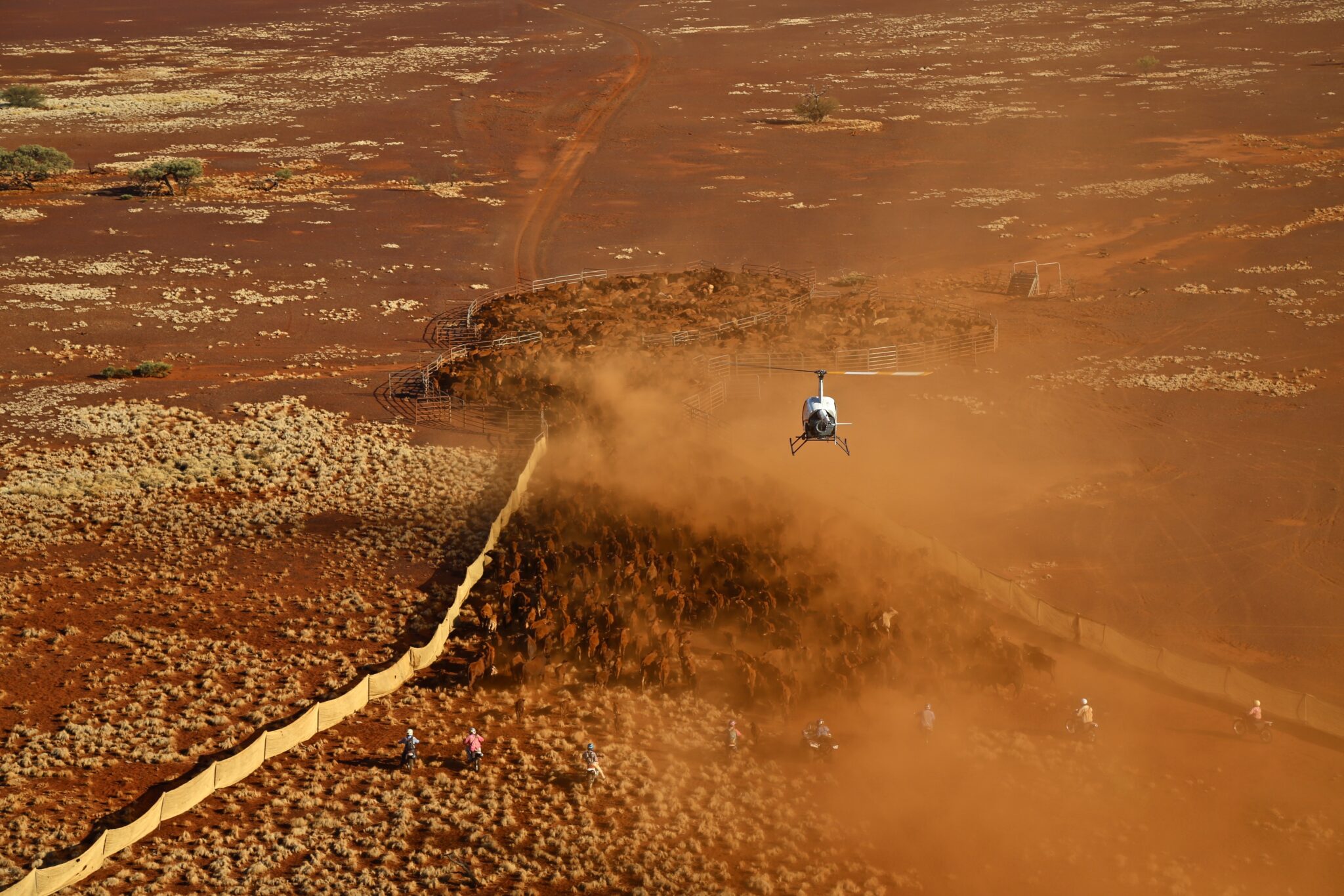 Flying high: Life as an outback helicopter musterer - AustralianFarmers