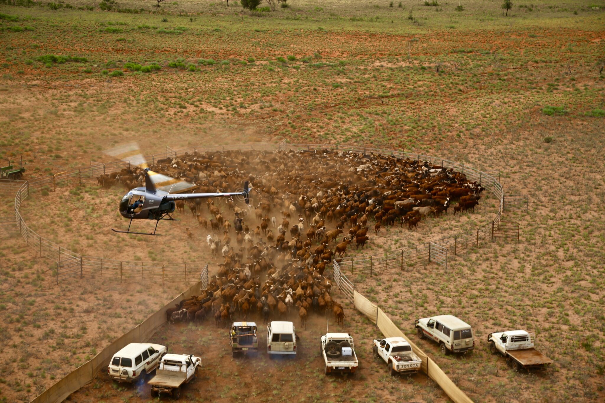 Flying high: Life as an outback helicopter musterer - AustralianFarmers