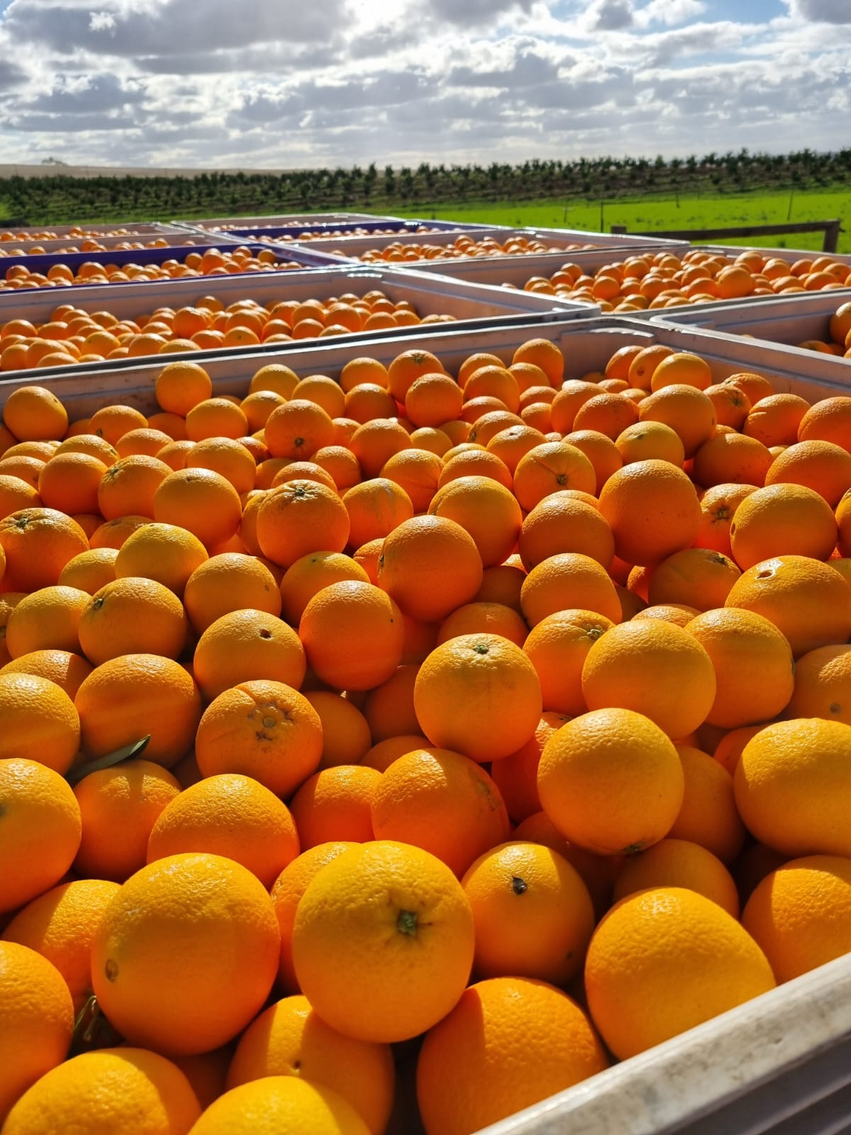 Meet an orange grower - AustralianFarmers