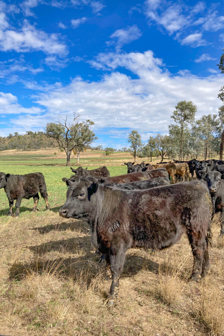 We bought a pub… The story of why the Walkers bought a pub to keep the ...