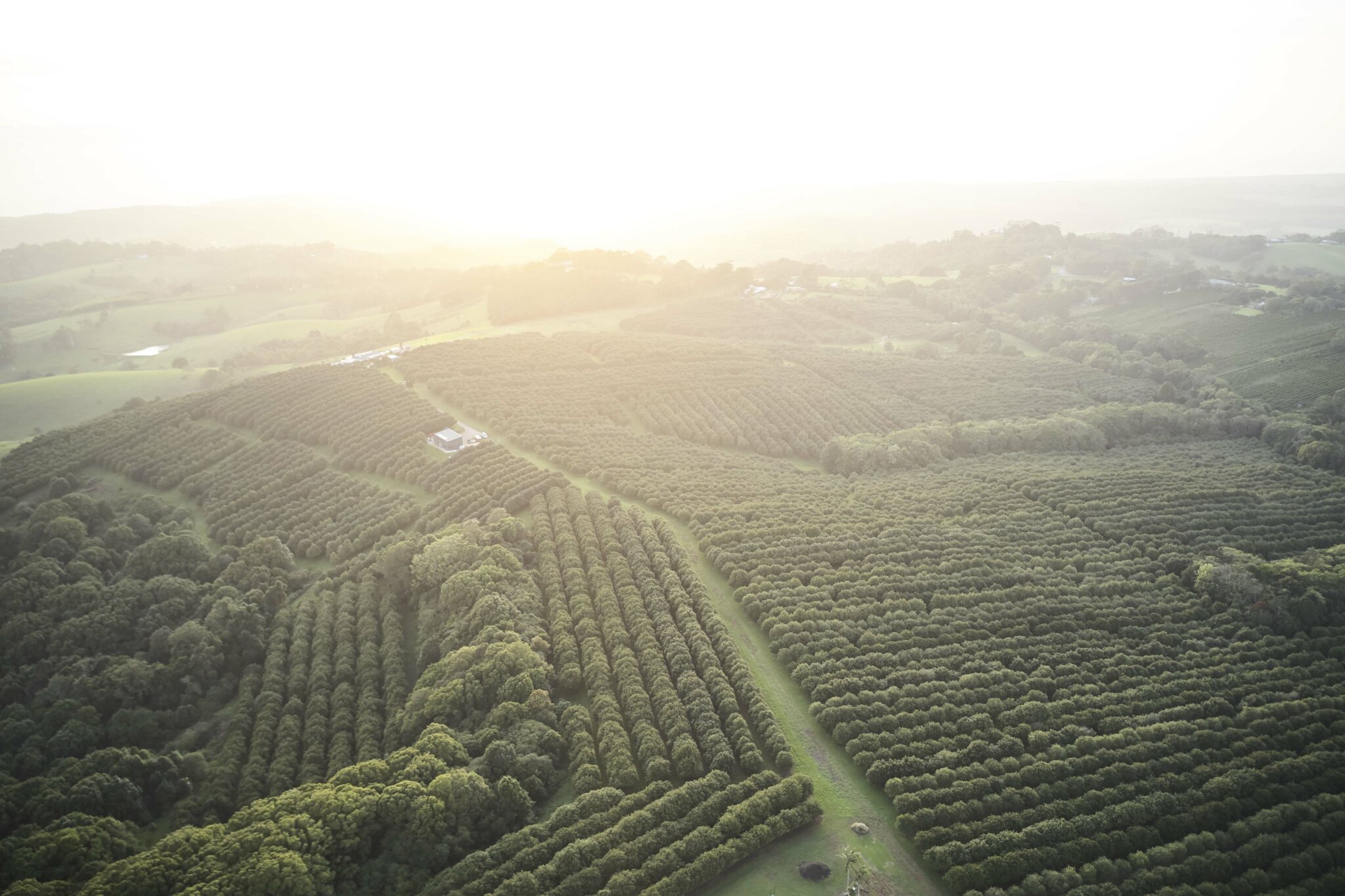 Why we’re going nuts for the ‘original macas' - AustralianFarmers