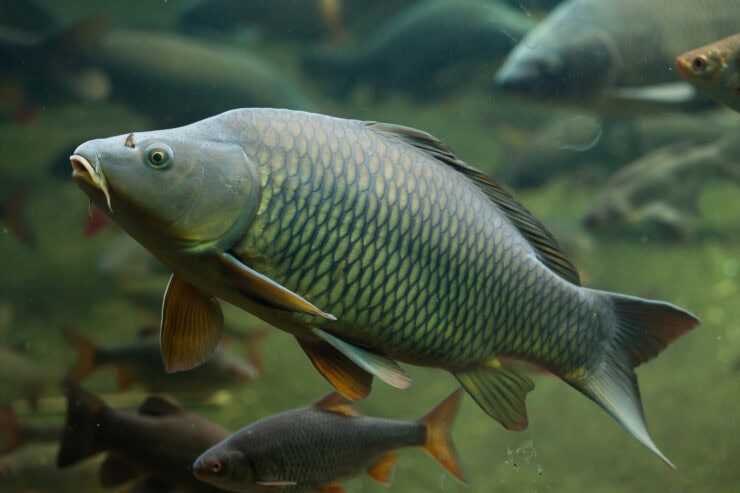Why Australia's food bowl, the Murray-Darling Basin, is making ...
