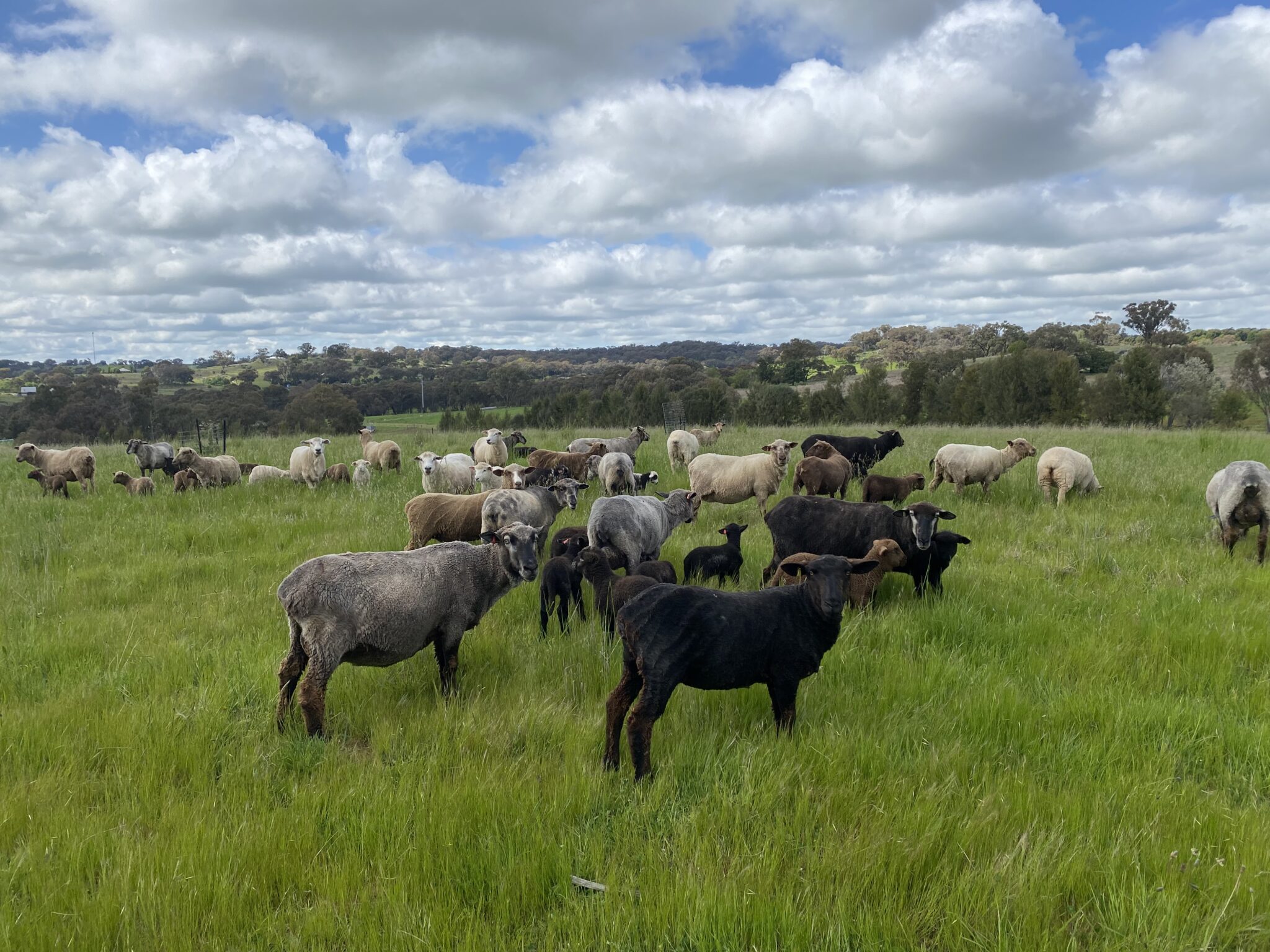 True colours: the art of breeding coloured sheep - AustralianFarmers
