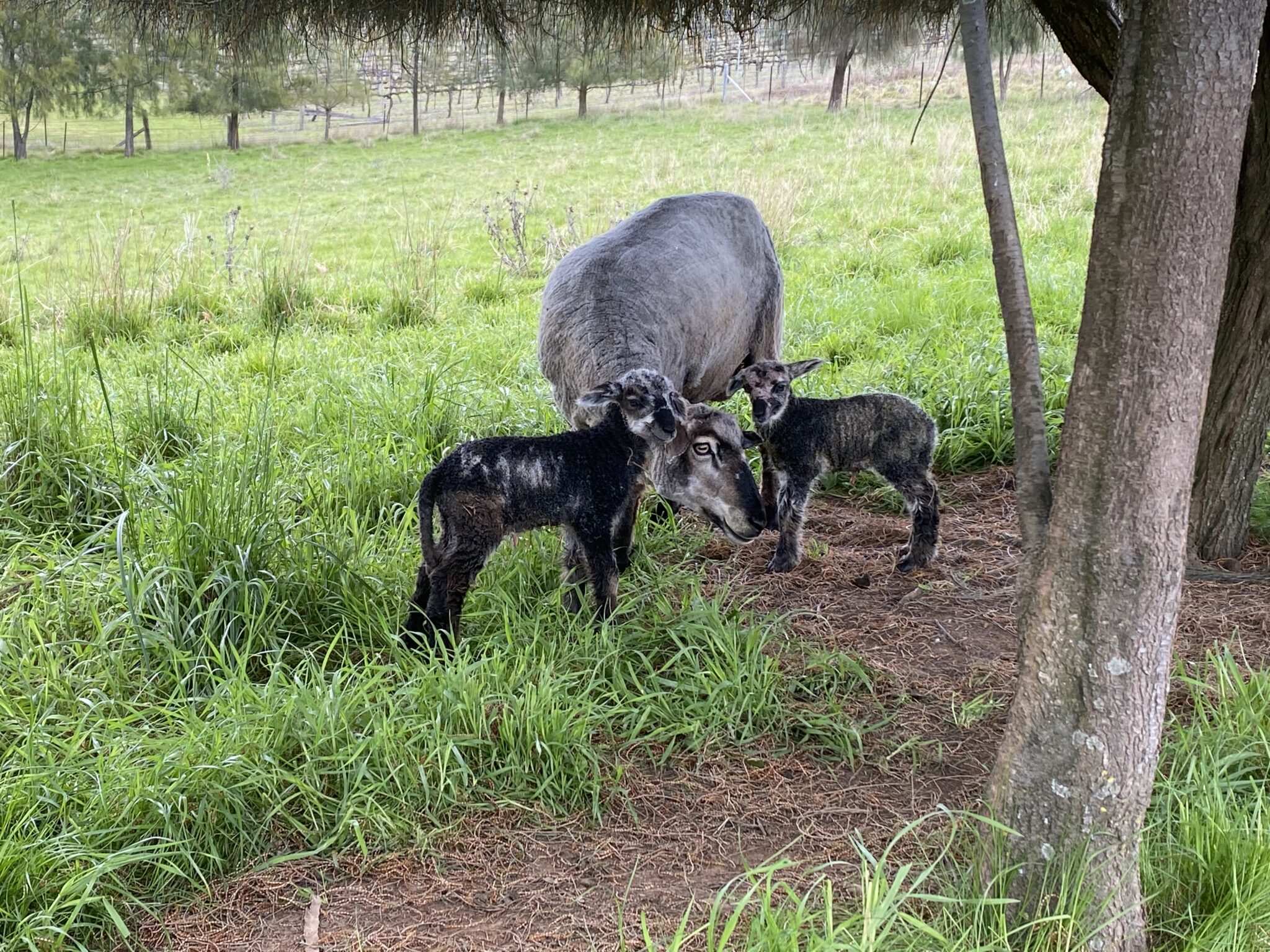 True colours: the art of breeding coloured sheep - AustralianFarmers