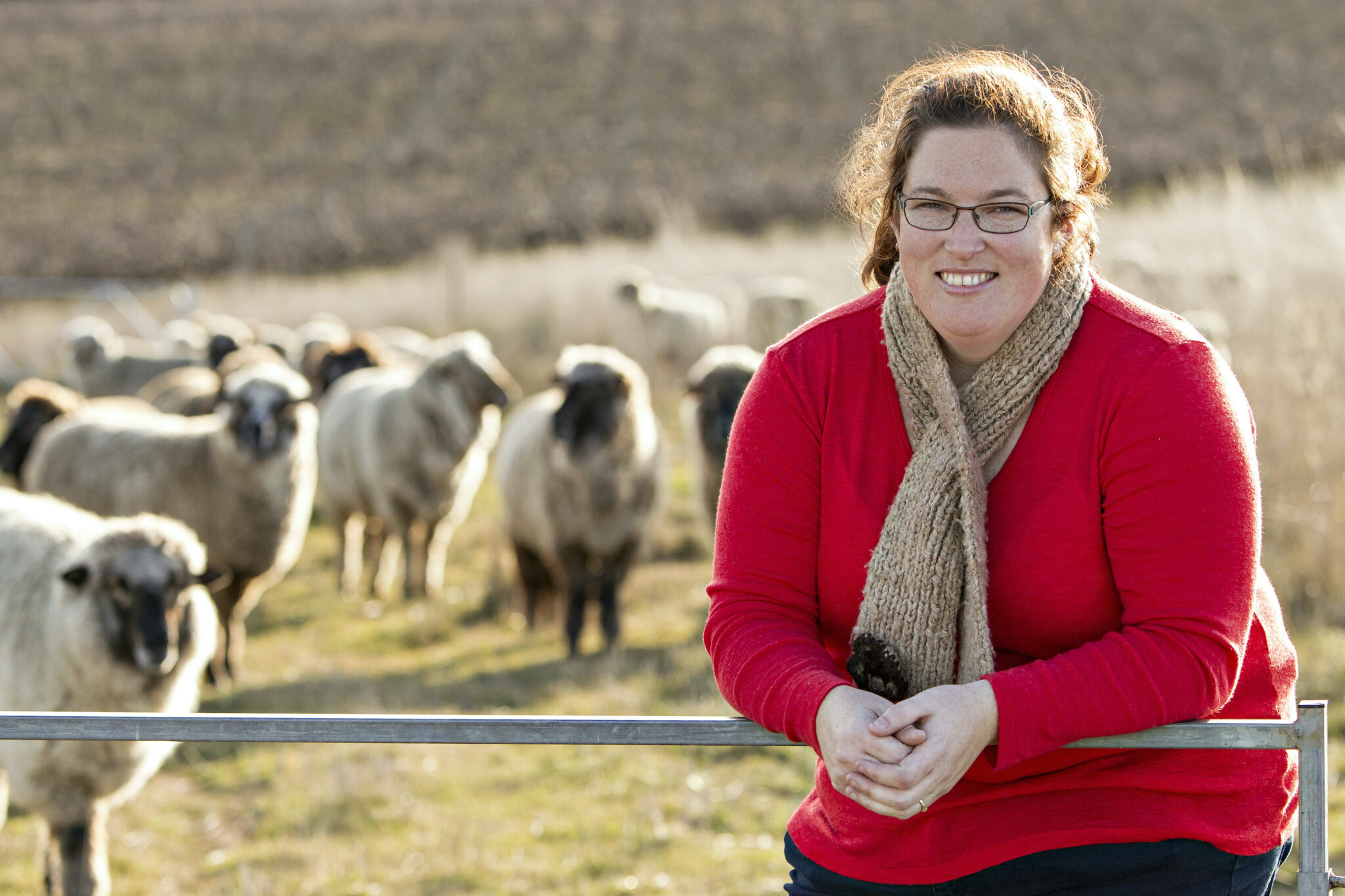True colours: the art of breeding coloured sheep - AustralianFarmers