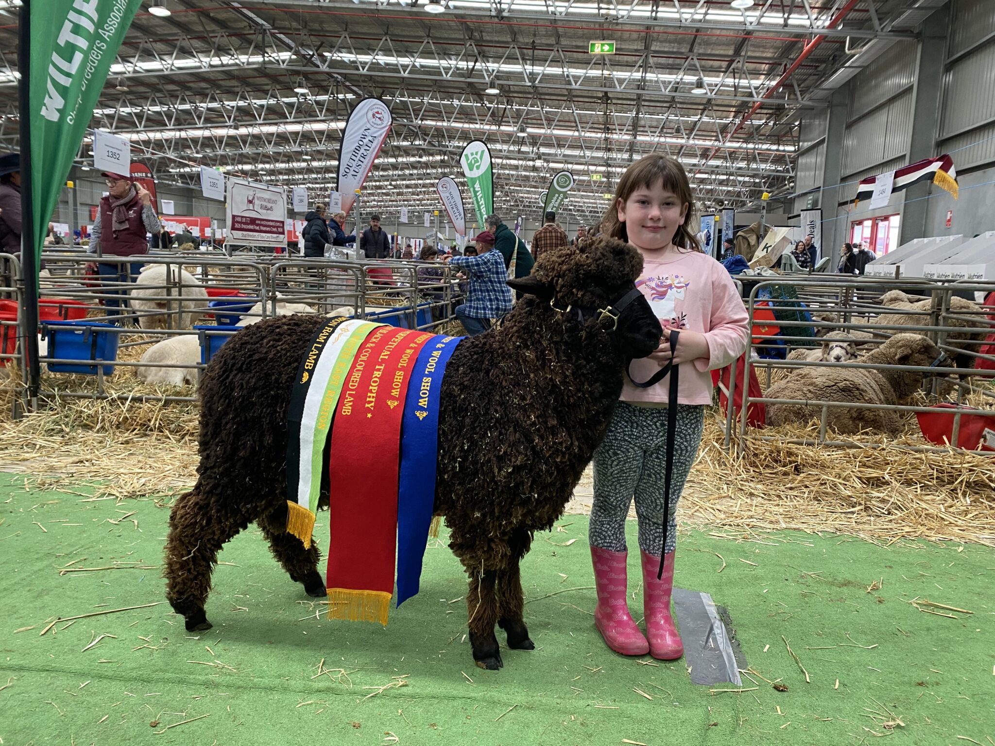 True colours: the art of breeding coloured sheep - AustralianFarmers