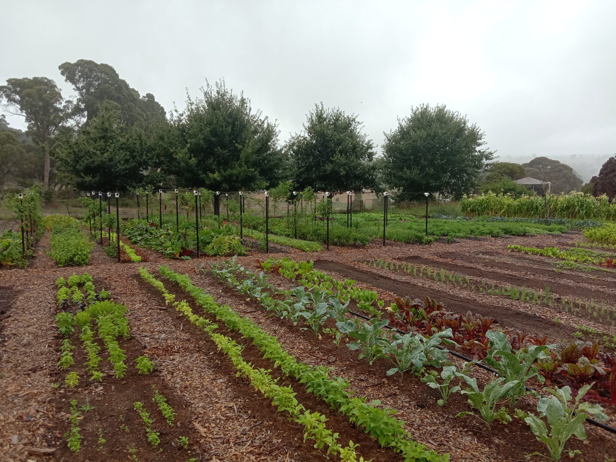 Maple Tree Farm - AustralianFarmers