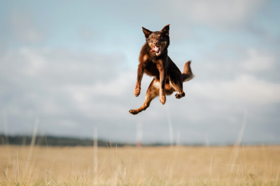The fascinating story behind how the kelpie got its name ...
