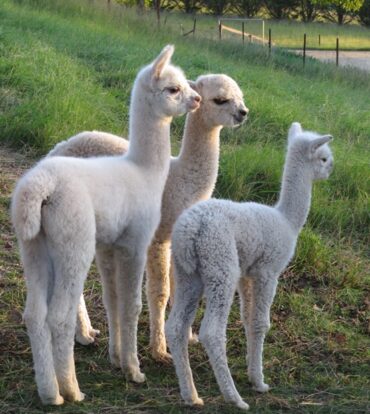 Unpacking the world of alpacas - AustralianFarmers