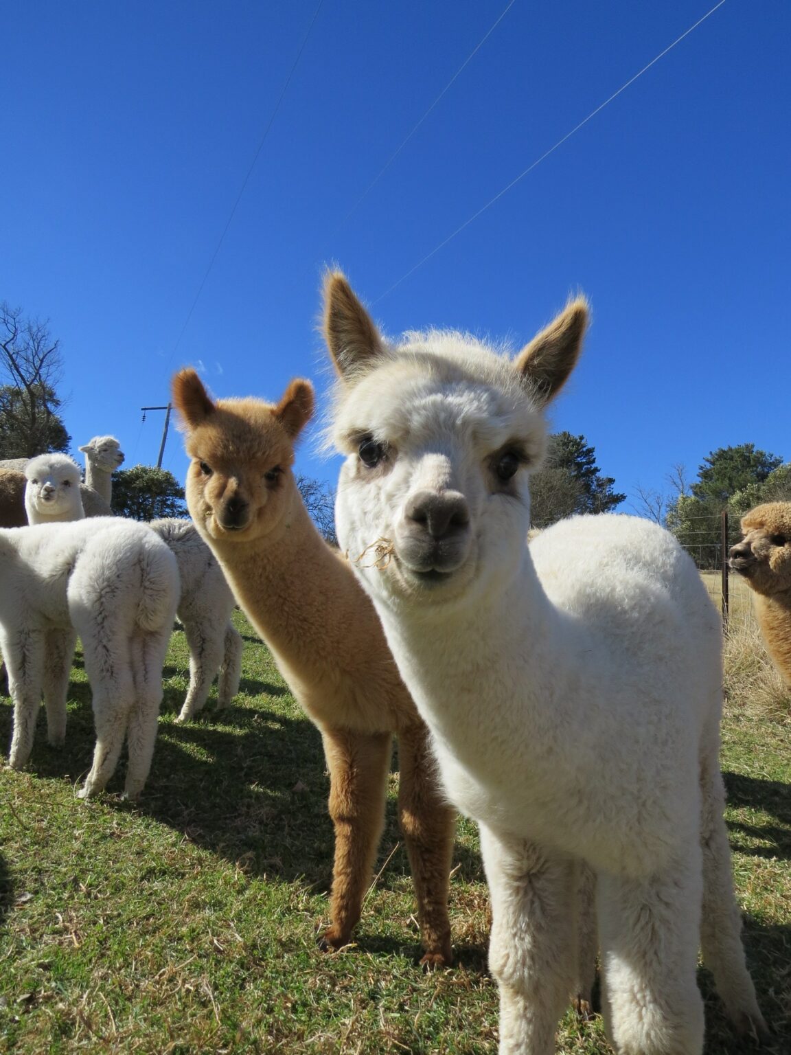 Unpacking the world of alpacas - AustralianFarmers