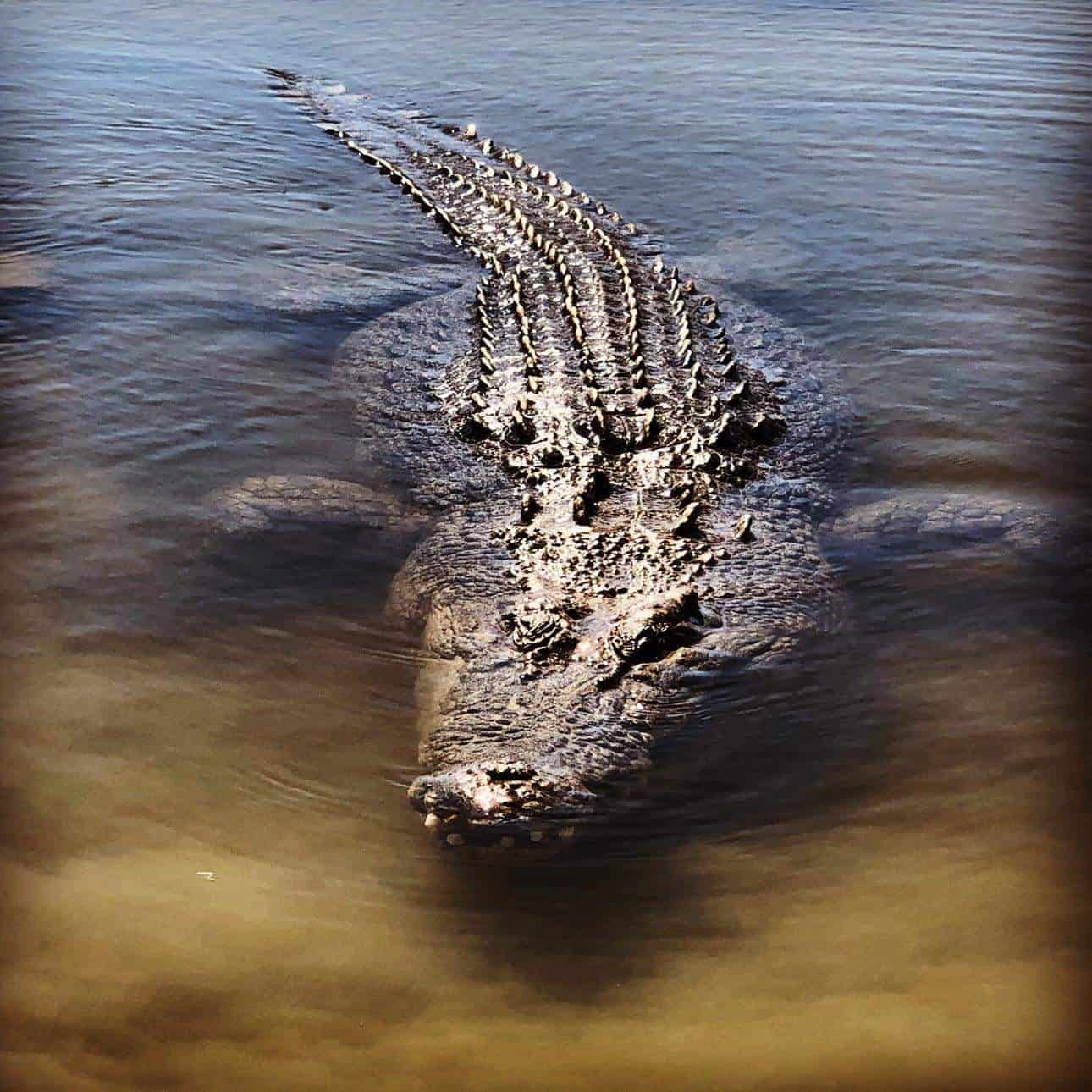 Behind the gate of a crocodile farm - AustralianFarmers