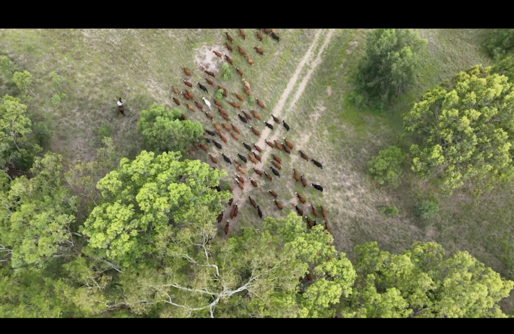 Believe in Beef film shines light on industry evolution - AustralianFarmers