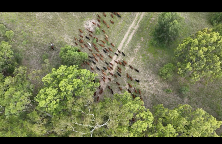 Believe in Beef film shines light on industry evolution - AustralianFarmers