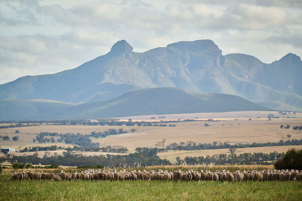 Understanding the ban on live sheep export - AustralianFarmers