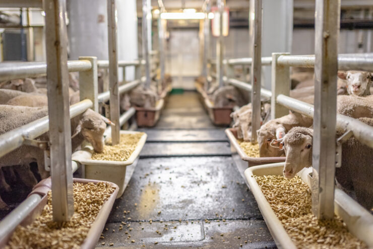 Understanding the ban on live sheep export - AustralianFarmers